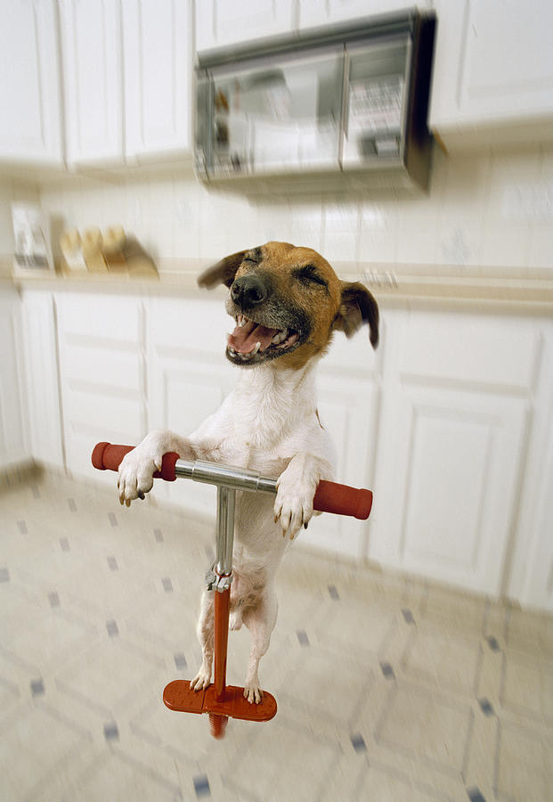 Bloody cat! | EMTB Forums