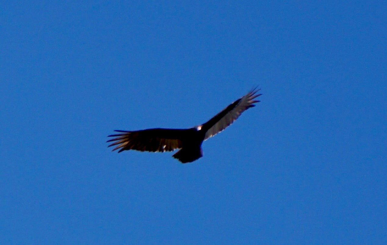 Buzzards! | EMTB Forums