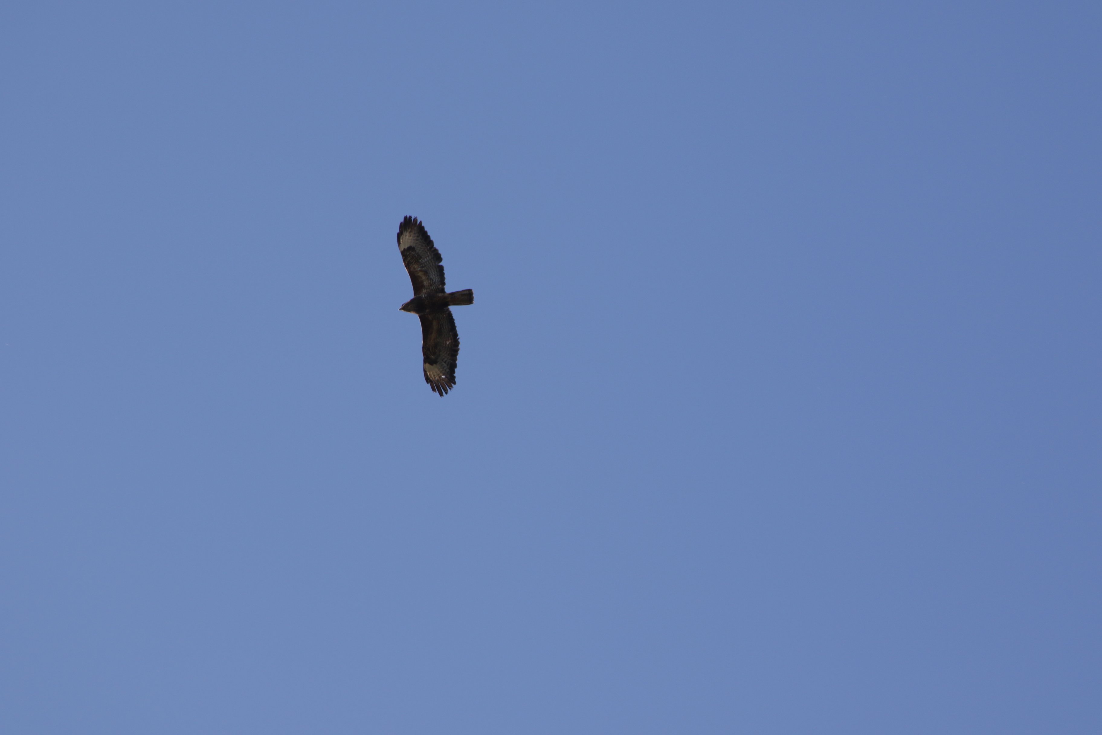 Buzzards! | EMTB Forums